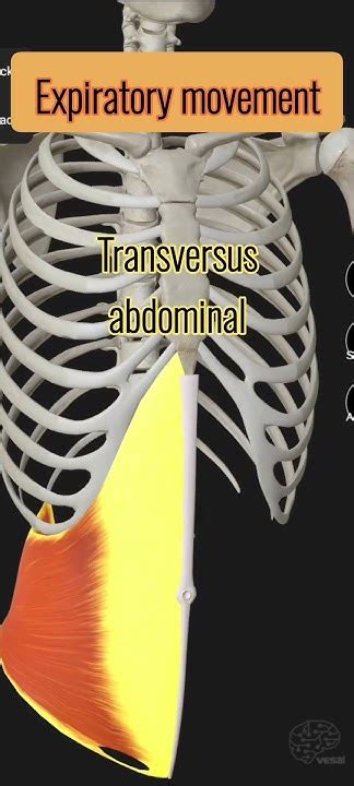 Expiratory Movement Transversus Abdominal Youtube