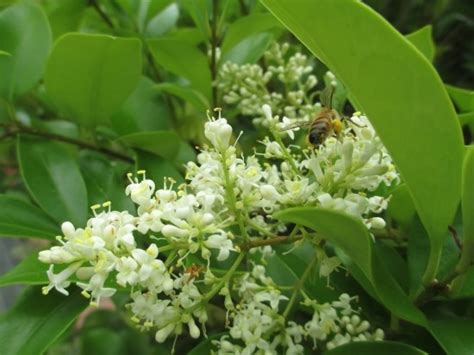 광나무 효능 꽃말 광나무와 쥐똥나무 비교 네이버 블로그