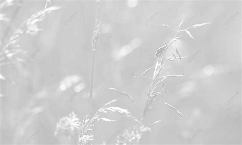 Wild Grass Background Blurred Plant Grass Photo And Picture For Free