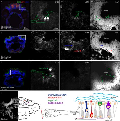 Examples Of Activated Osn Identification And Counting All Photographs