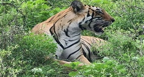 रणथम्भौर में नहीं थम रहा बुरी खबर का सिलसिला एश्वर्या के बाद गर्भवती