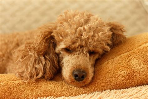 Maltipoo Vs Poodle 8 Key Differences To Know A Z Animals