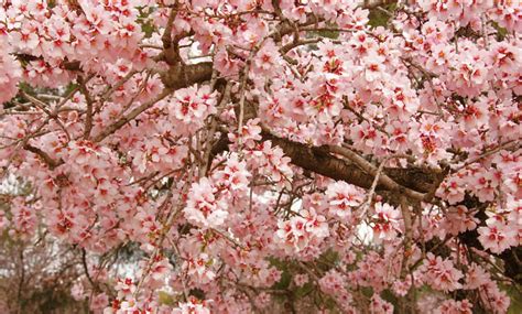 100 Papéis De Parede De Árvore De Sakura