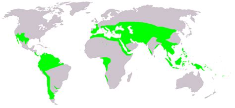 Range And Habitat Ginkgothe Living Fossil