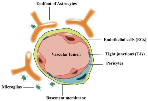 Forms The Blood Brain Barrier At Wayne Tisdale Blog