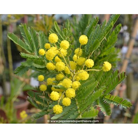 Acacia Dealbata De Greffe Mimosa Dhiver Pépinière Du Penthièvre