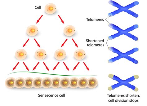 Cancer Cure What Is The Best Approach Lifes Chemistry Press