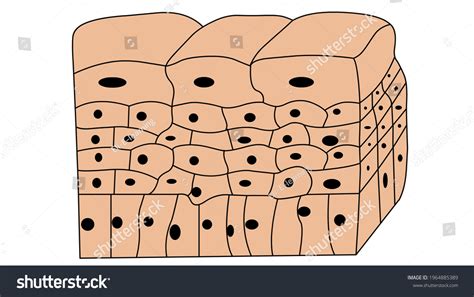 Transitional Epithelial Tissue Diagram