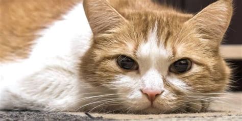 How To Tell If Your Cat Is Dying Cat Attitudes