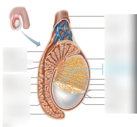 Structure Of The Testis Diagram Quizlet