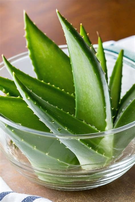 10 Herbs For Stomach Ulcers