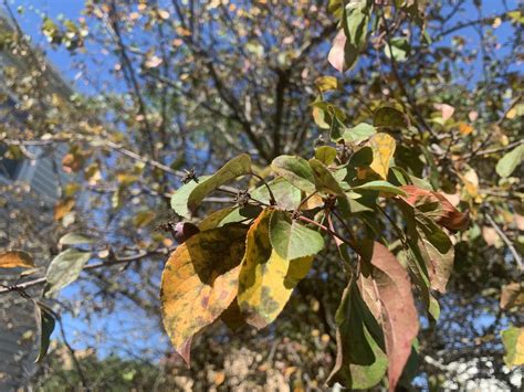 Tree In Decline Rplantclinic Tree In Decline Rplantclinic