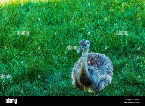 Darwins Rhea Rhea Pennata Also Known As The Lesser Rhea It Is A Large Flightless Bird But