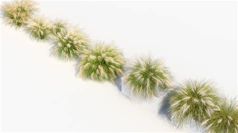 Nassella Tenuissima Mexican Feathergrass 3d Model 02 Free 3d Model