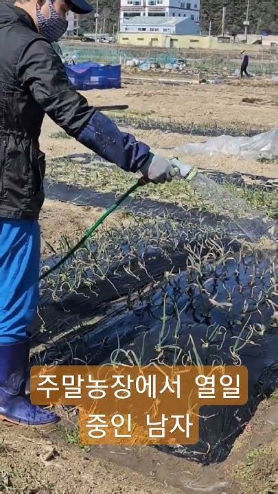 주말농장에서 퇴비옮기기양파밭에 물주기마늘밭에 물주기열일중인 남자 Youtube