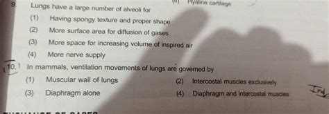 In Mammals Ventilation Movements Of Lungs Are Governed By Filo