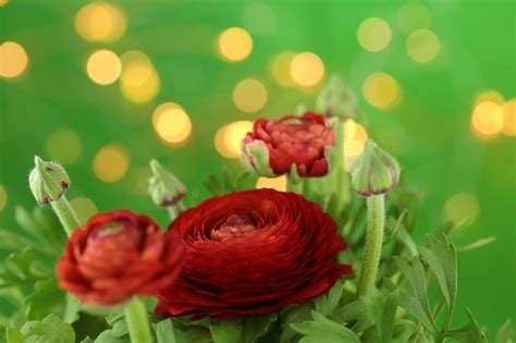 황금 보케와 녹색 배경에 꽃의 라운큘러스 빨간색 클로즈업 꽃다발 싹이 있는 신선한 빨간 라눈큘러스 레드 그린 밝은 꽃 배경 0명에 대한 스톡 사진 및 기타 이미지 Istock