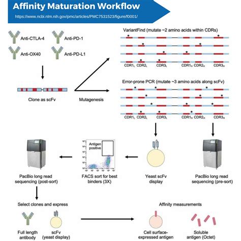 Leo Wan On Linkedin Affinitymaturation Antibodies