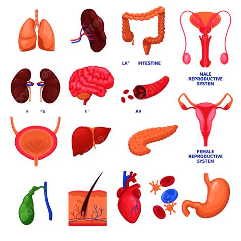 一組人體內部器官 包括大腦 大腦頭腦 生殖的 裝飾性的向量圖案素材免費下載，png，eps和ai素材下載 Pngtree
