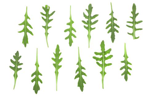 녹색 신선한 Rucola 또는 Arugula 잎 흰색 배경에 고립 최고의 볼 수 있습니다 평평 하다 패턴입니다 설정 또는 컬렉션