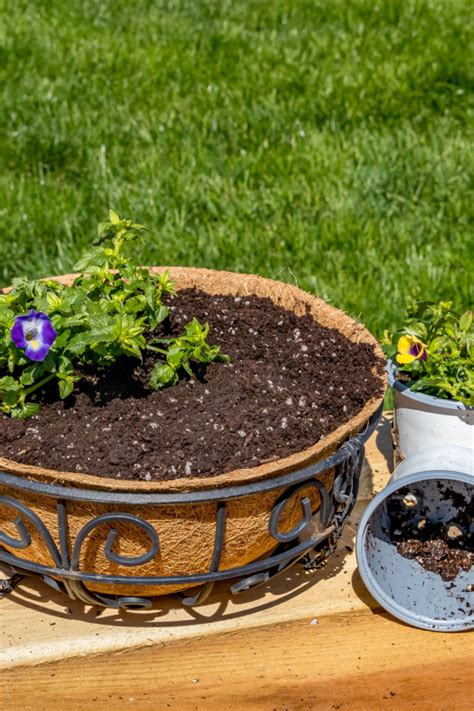 How To Grow Your Own Hanging Baskets From Seed Save Big