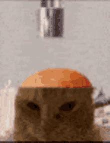 Cat Dump