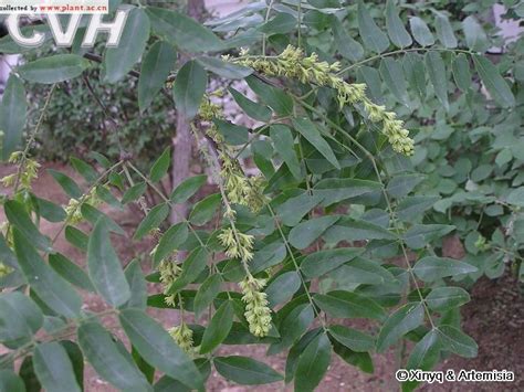 Gleditsia Sinensis Lam