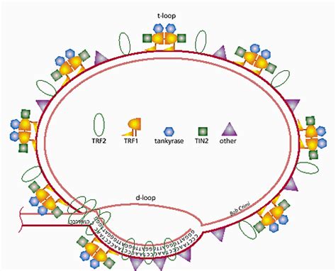 Schematic View Of The Mammalian Telomere Download Scientific Diagram