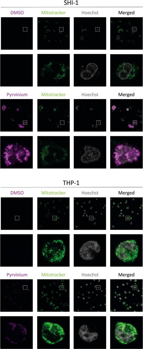 Localization Of Pyrvinium In The Mitochondria In Mll Rearranged Aml