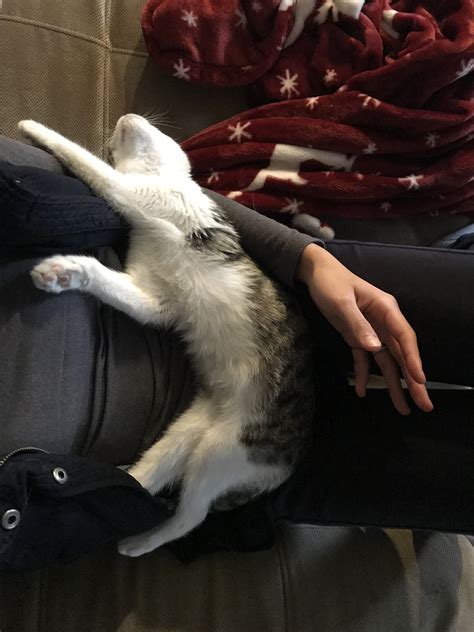 Meet Eevee Our New Kitty Thecatsite