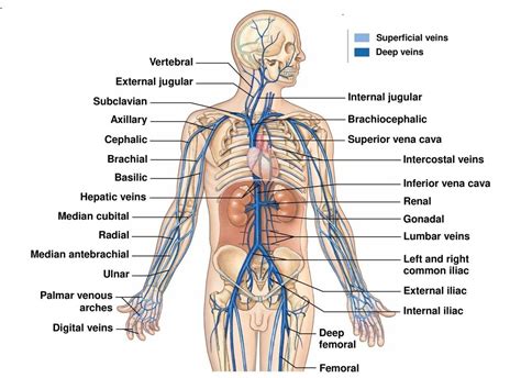 Veins Types Venous System And Clinical Significance How To Relief