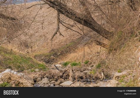 Large Tree Growing Out Of The Bank Of A Small Stream And Leaning Over The Stream With Branches