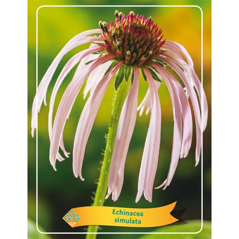 Echinacea Simulata Container P11x11 C1 3 Select Spring Delivery