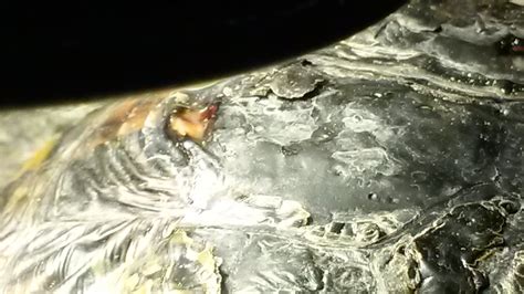 Small Shell Injury Rturtle