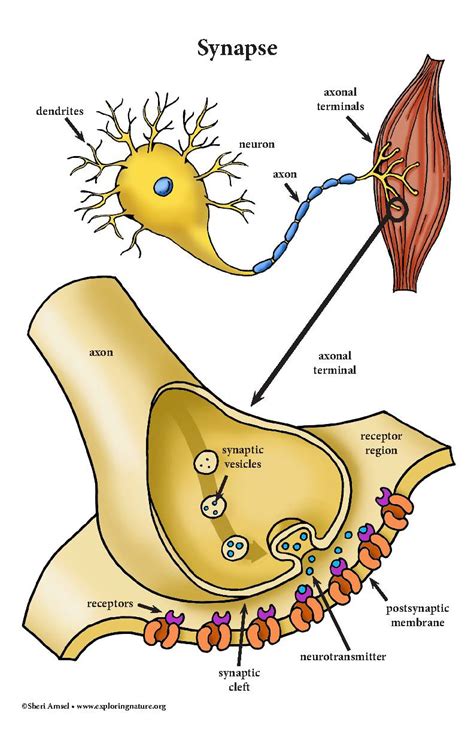 Synapse 11x17 Poster Classful