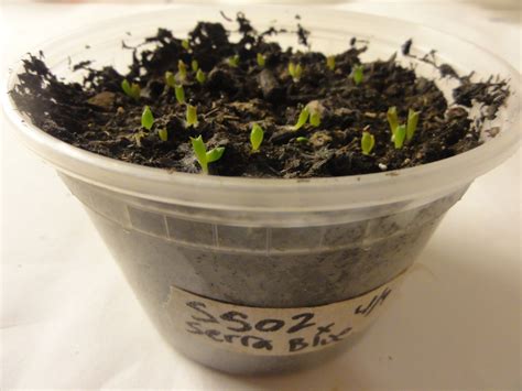 Trichocereus Ss02 X “serra Blue” World Seed Supply