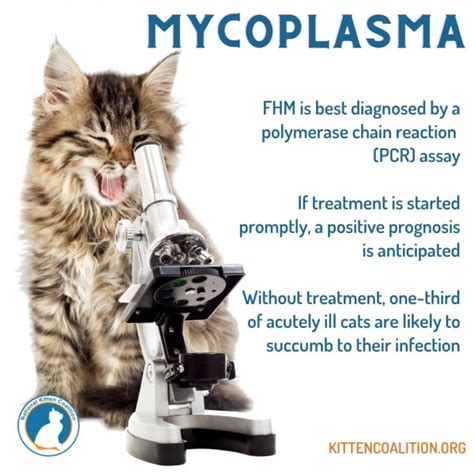 Understanding And Treating Feline Hemotropic Mycoplasma National