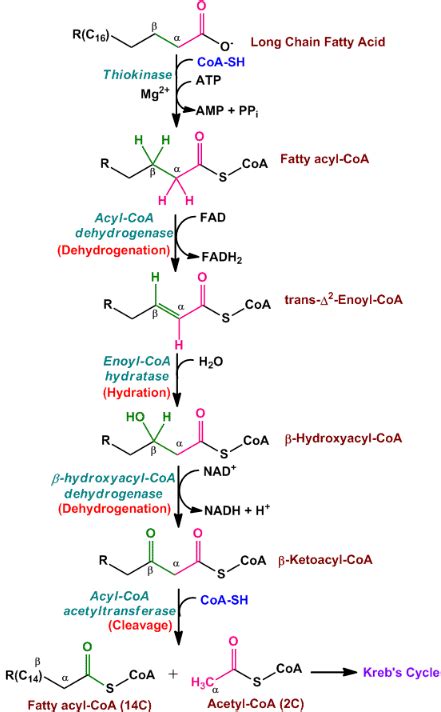 Beta Oxidation Pathway
