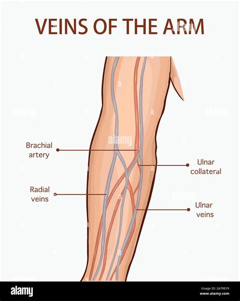 Valves In Veins In Hands At Maddison Pickworth Blog