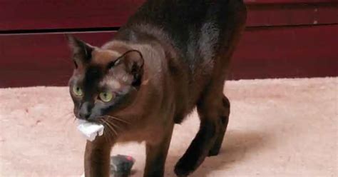 Why Does My Cat Chew Paper Your Cat