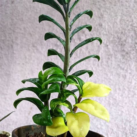 5 Beautiful Variegated Zz Plant Varieties
