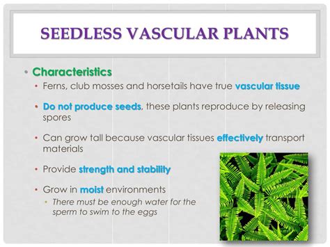 Characteristics Of Seedless Vascular Plants Plants FA