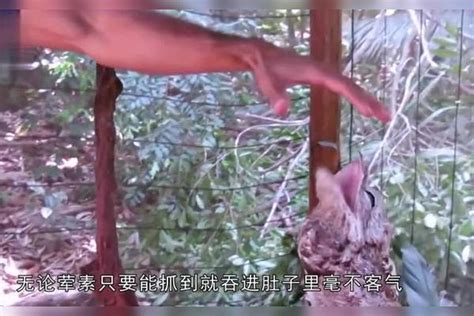盘点世界上最奇特的4个动物会上树的鱼闻所未闻