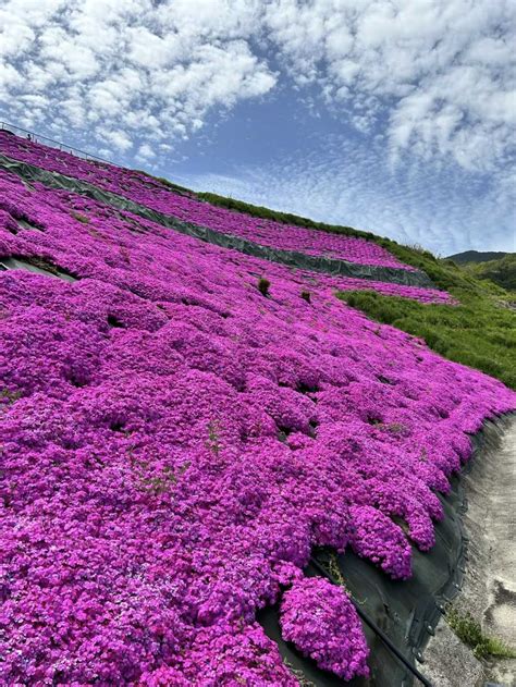 【道の駅かつらぎ】芝桜まつりで圧巻の芝桜を愛でる女 あたりまえの日々のこと 楽天ブログ