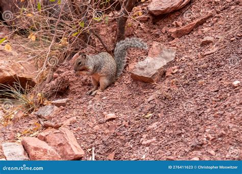 Grand Canyon Close Up View Of Wild Squirrel Eating Nuts In Indian