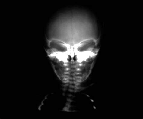 두개골 배경화면 Phoneky에서 모바일로 다운로드