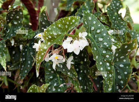 Begonia Wightii Begonia Maculata Variegata With White Flowers Usa