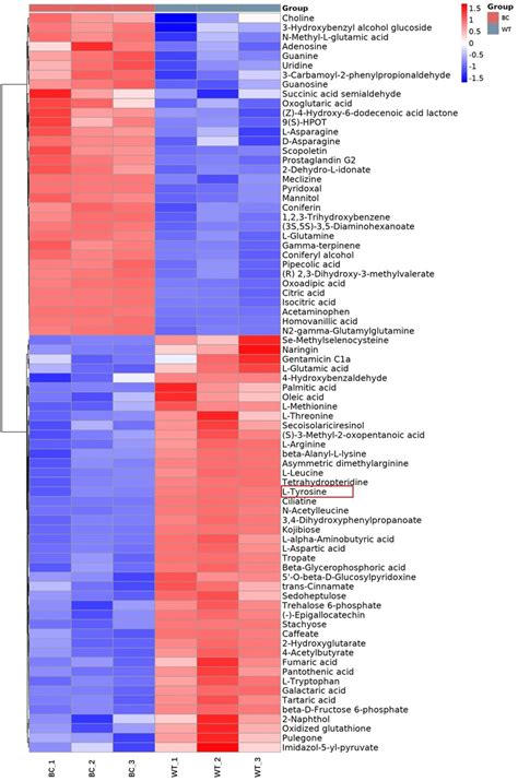Heat Map Analysis Of All Differentially Accumulated Metabolites