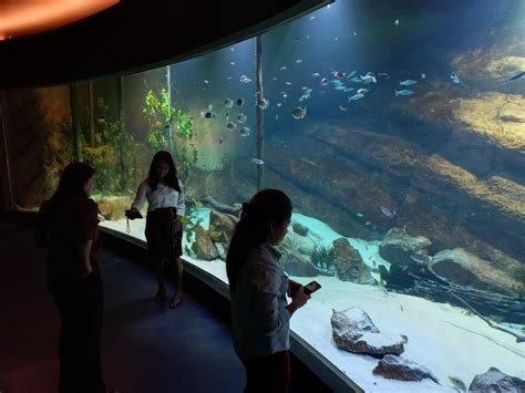 Próximos Passos Bioparque Pantanal o maior aquário de água doce do mundo