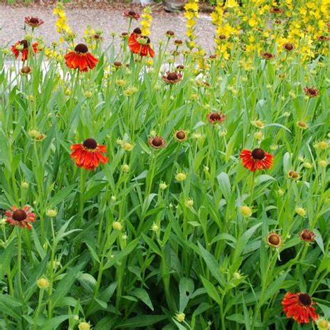 Helenium Moerheim Beauty